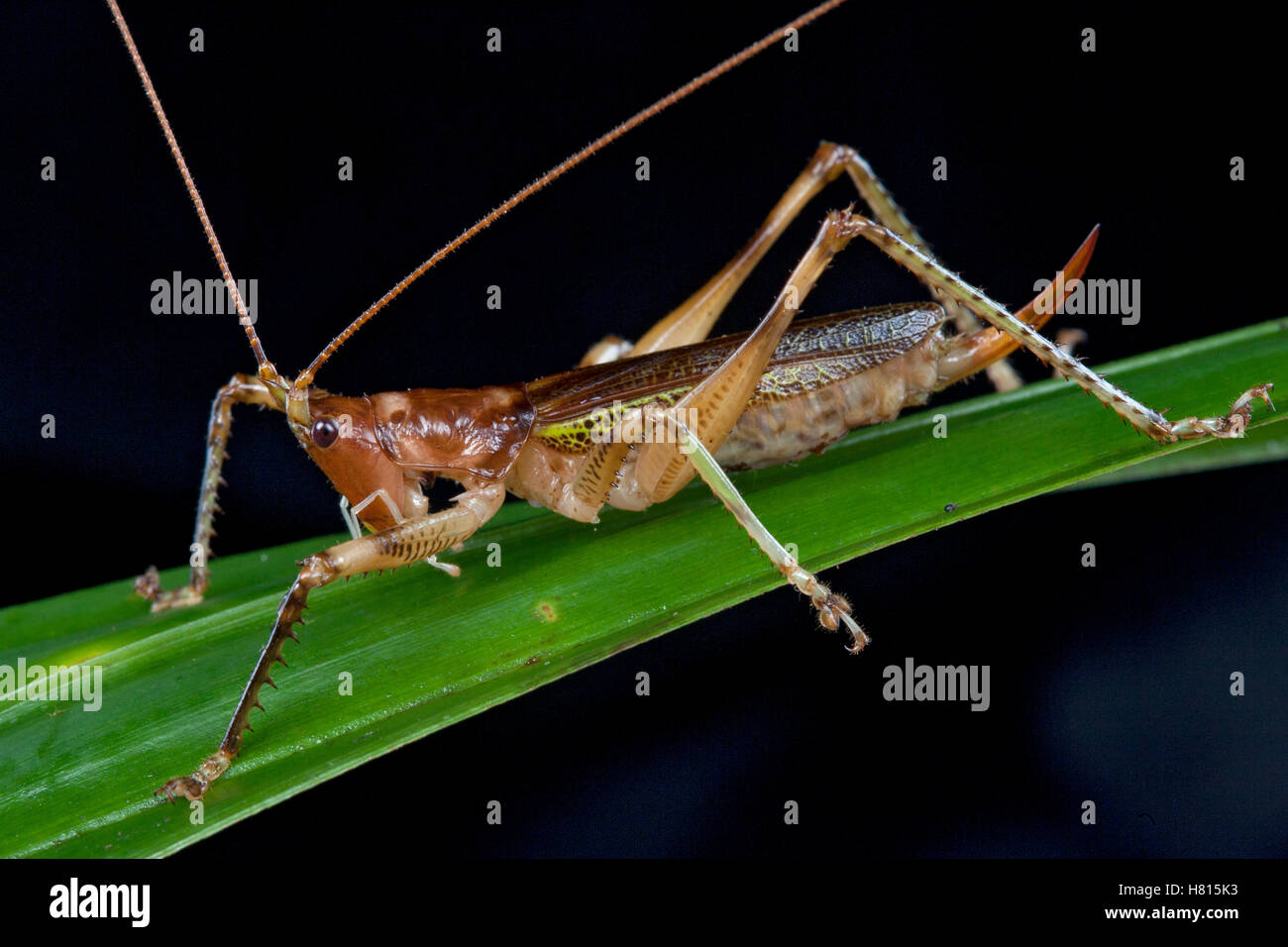 Katydid (Microsalomona sawetau), newly discovered species, Muller Range ...
