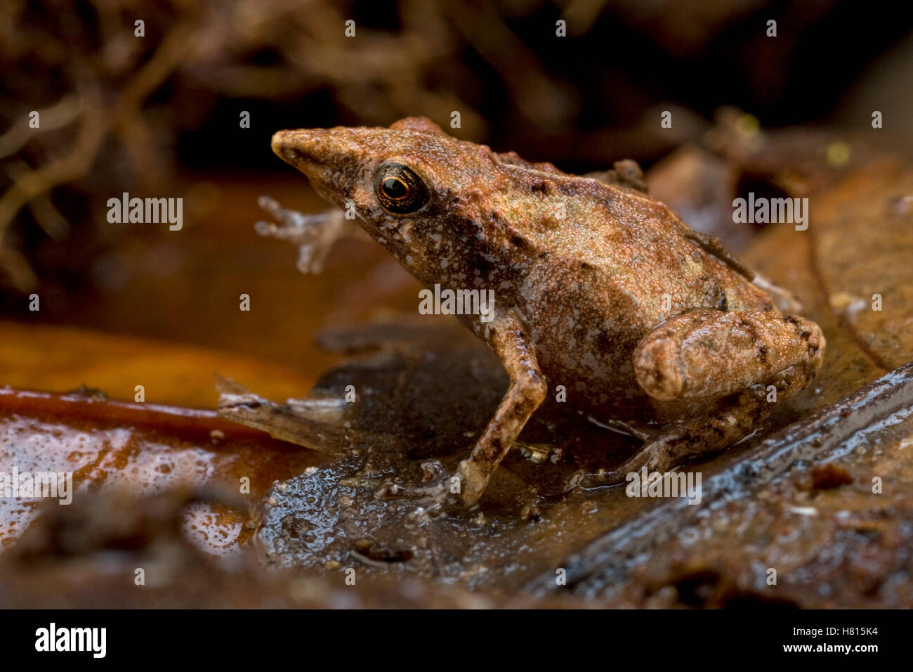 Microhylid Frog (Choerophryne sp), newly discovered species, Muller ...