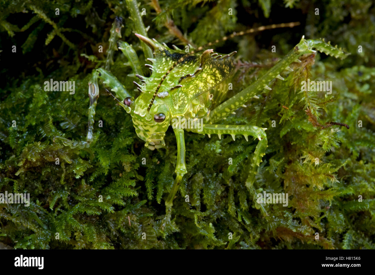 Katydid (Sasima sp), Muller Range, Papua New Guinea Stock Photo - Alamy