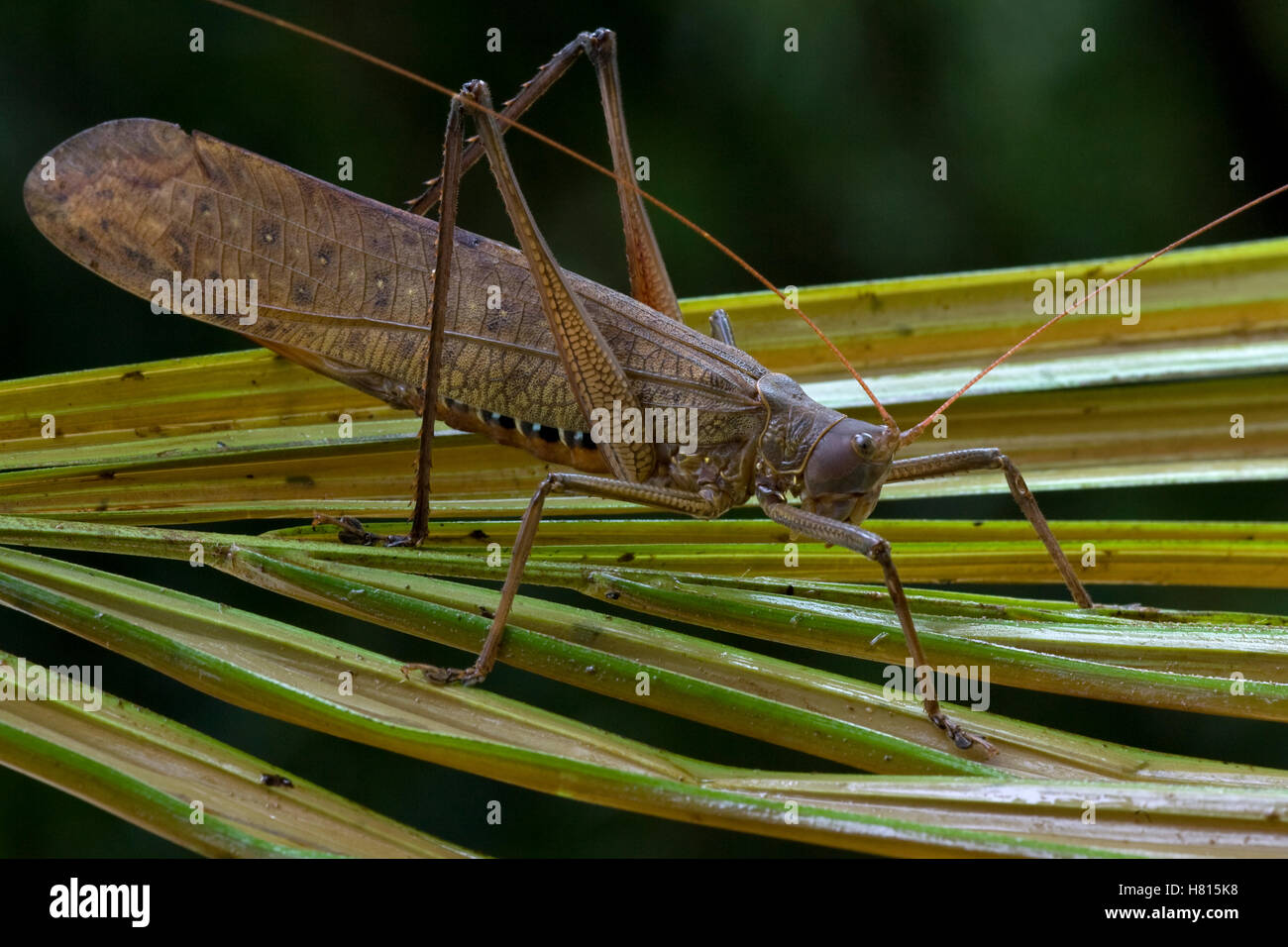 Katydid (Sexava sp), Muller Range, Papua New Guinea Stock Photo - Alamy