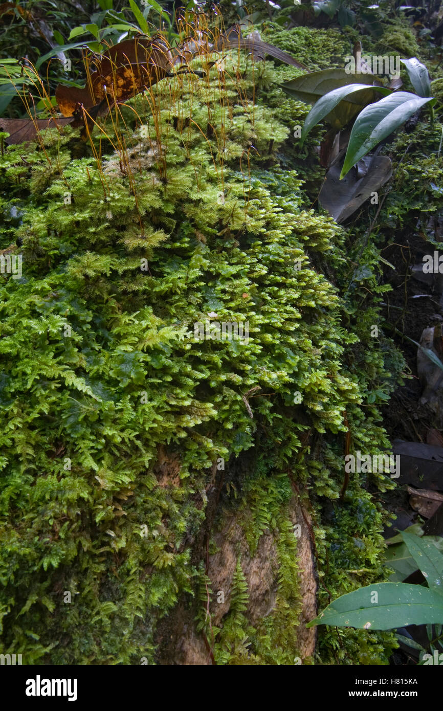 Moss on tree trunk in rainforest, Muller Range, Papua New Guinea Stock ...
