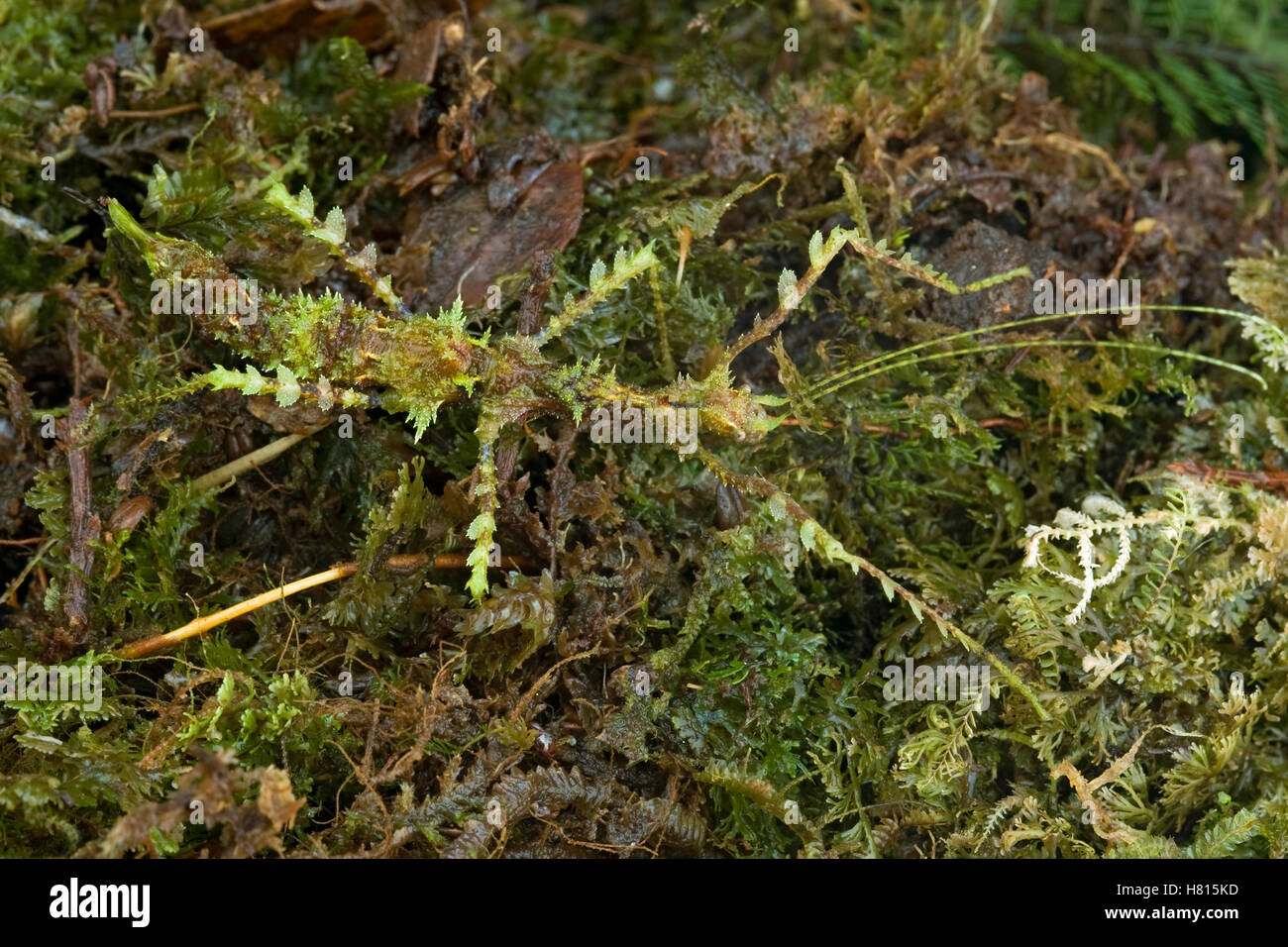 Walking Stick (Pericentropsis sp) camouflaged on moss, Muller Range ...