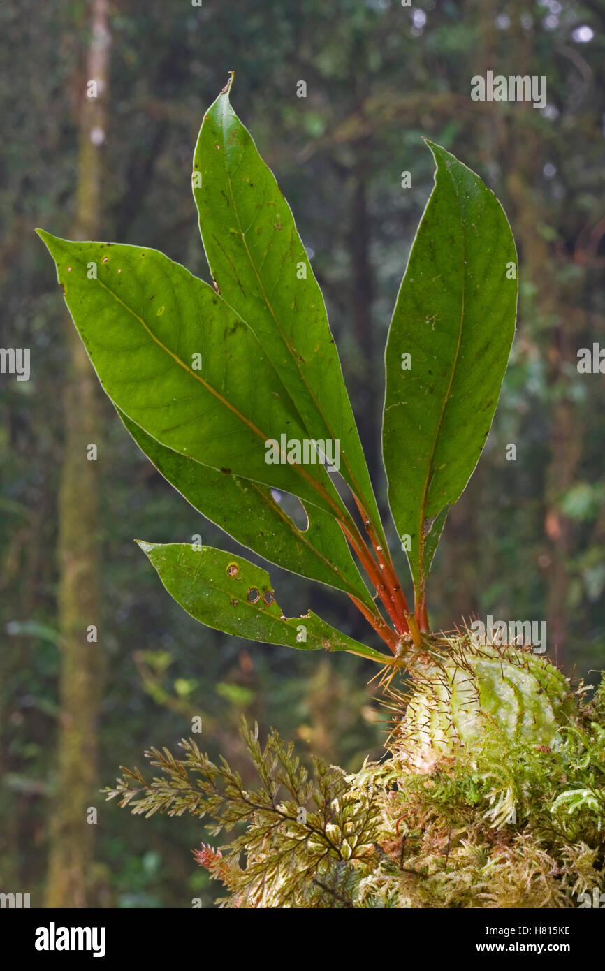 Ant Plant (Hydnophytum sp) new growth, Muller Range, Papua New Guinea ...
