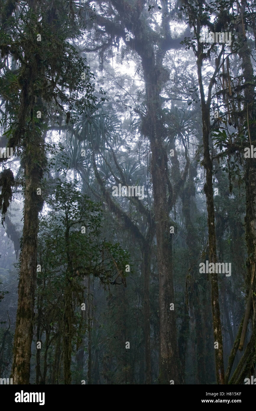 Cloud forest, Muller Range, Papua New Guinea Stock Photo - Alamy