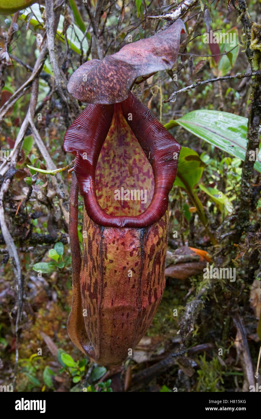 Pitcher Plant (Nepenthes mirabilis) pitcher, Muller Range, Papua New ...