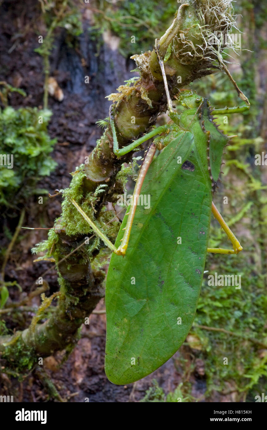 Katydid (Sasima sp), Muller Range, Papua New Guinea Stock Photo - Alamy