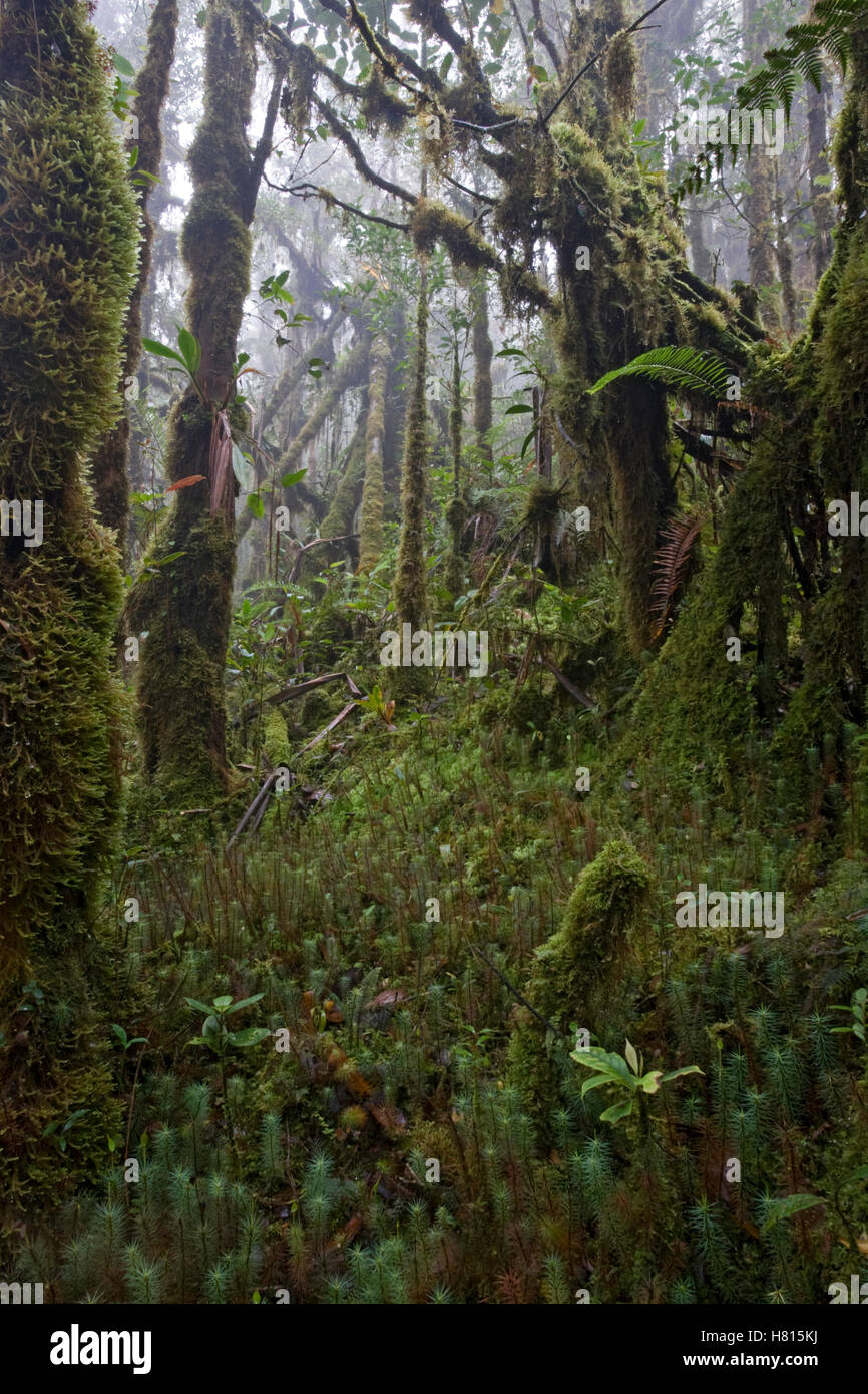 Cloud forest, Muller Range, Papua New Guinea Stock Photo - Alamy