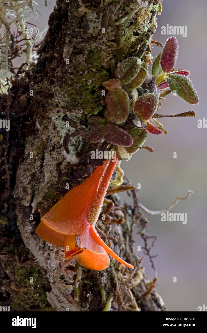 Orchid (Dendrobium cuthbertsonii) flower, Muller Range, Papua New ...