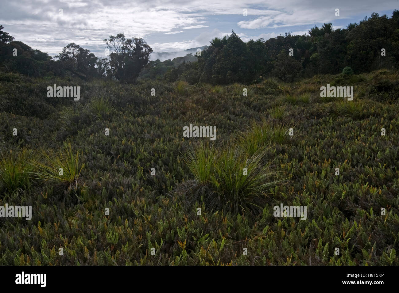 High elevation fern meadow, Muller Range, Papua New Guinea Stock Photo ...