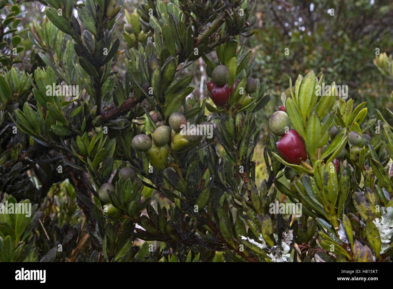 Podocarp (Podocarpus brassii) with arils, Muller Range, Papua New ...
