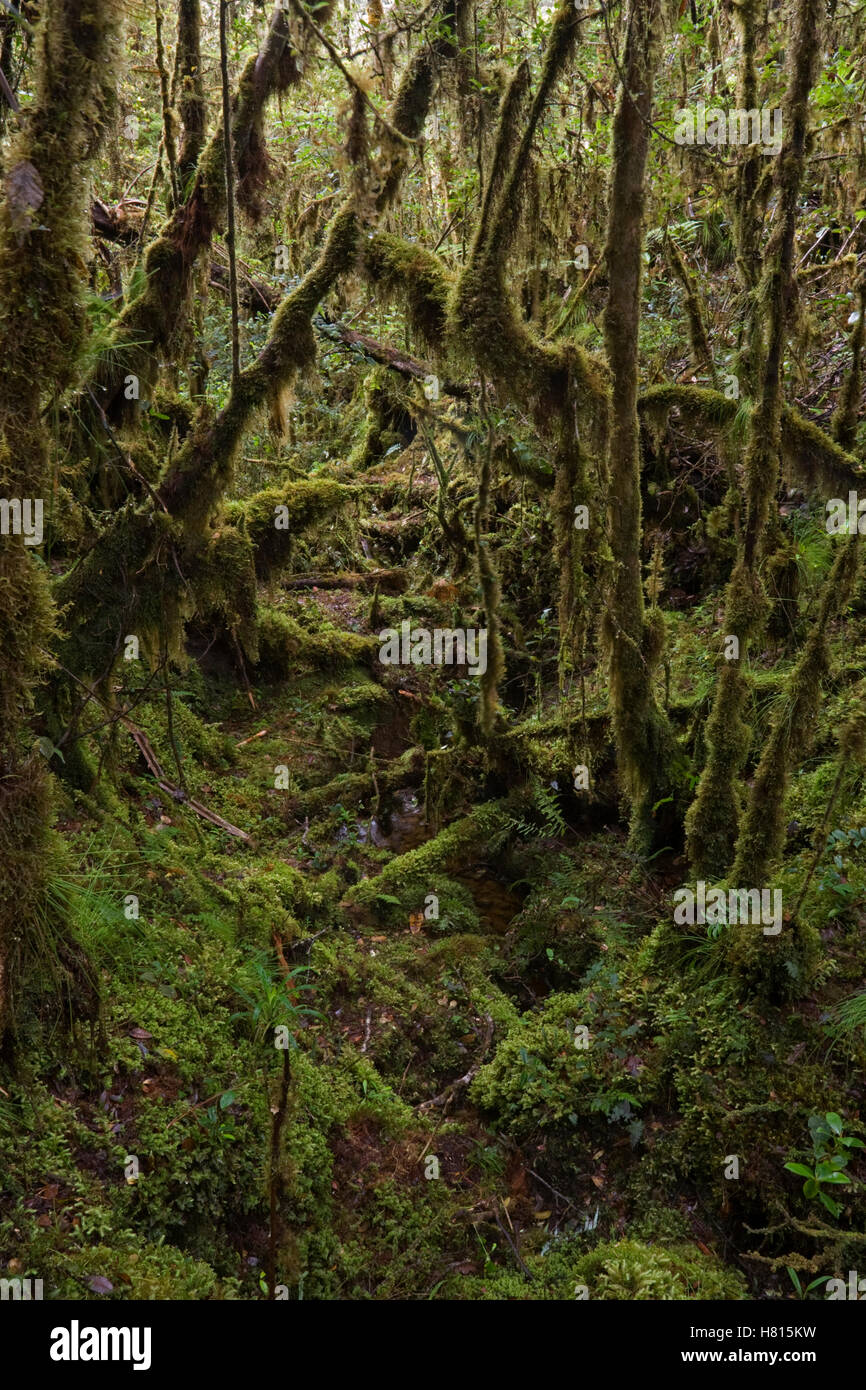 Dense moss cover in undergrowth, Muller Range, Papua New Guinea Stock ...