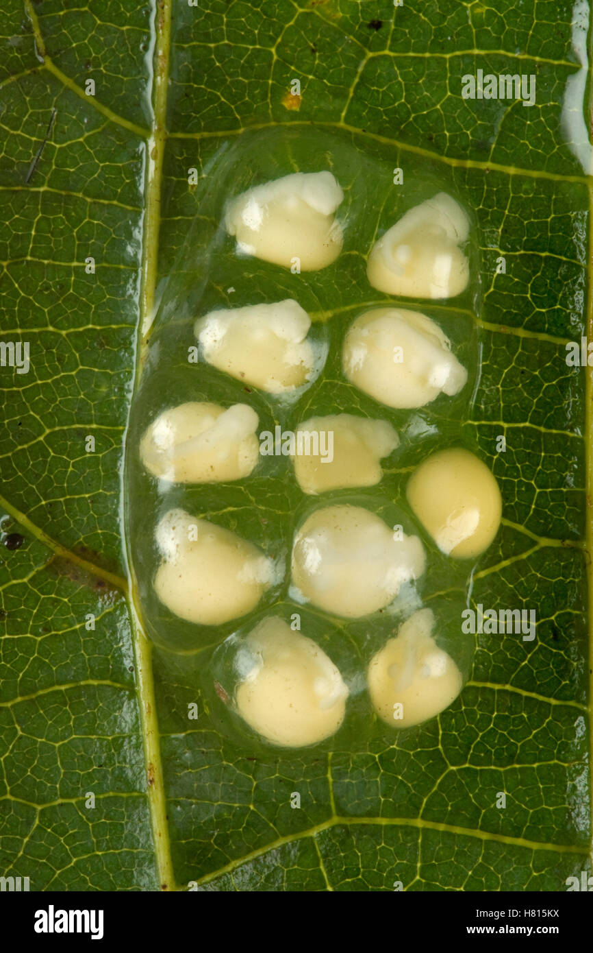 Microhylid Frog (Oreophryne sp) eggs of newly discovered species ...