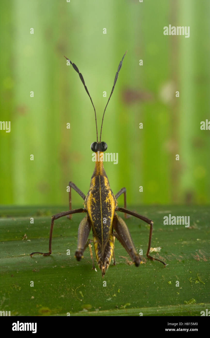 Grasshopper (Ophiotettix sp), Muller Range, Papua New Guinea Stock ...