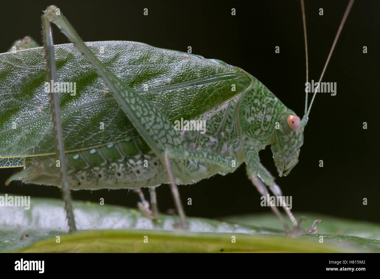 Katydid (Caedicia sp), Muller Range, Papua New Guinea Stock Photo - Alamy