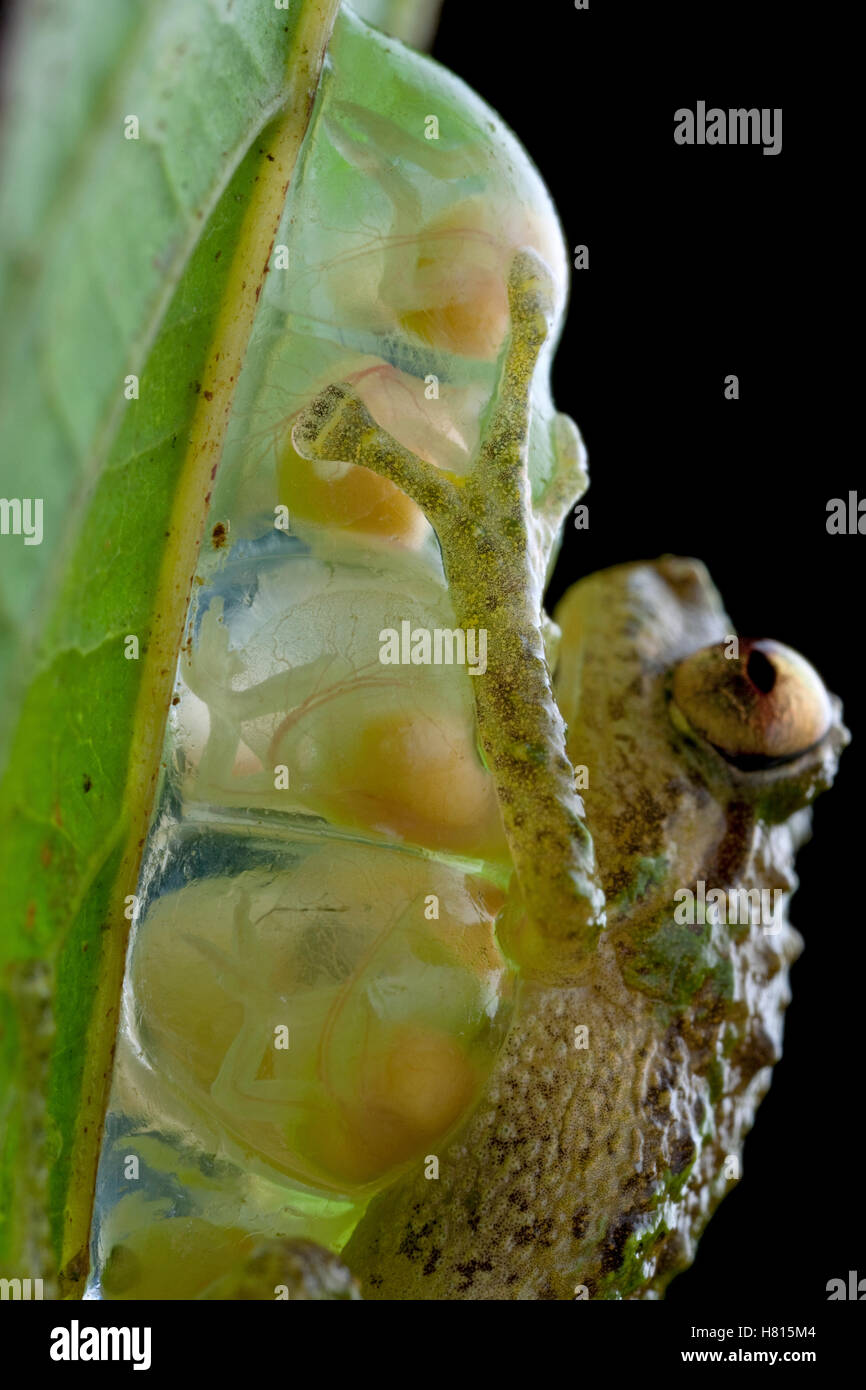 Microhylid Frog (Oreophryne sp) male of newly discovered species ...