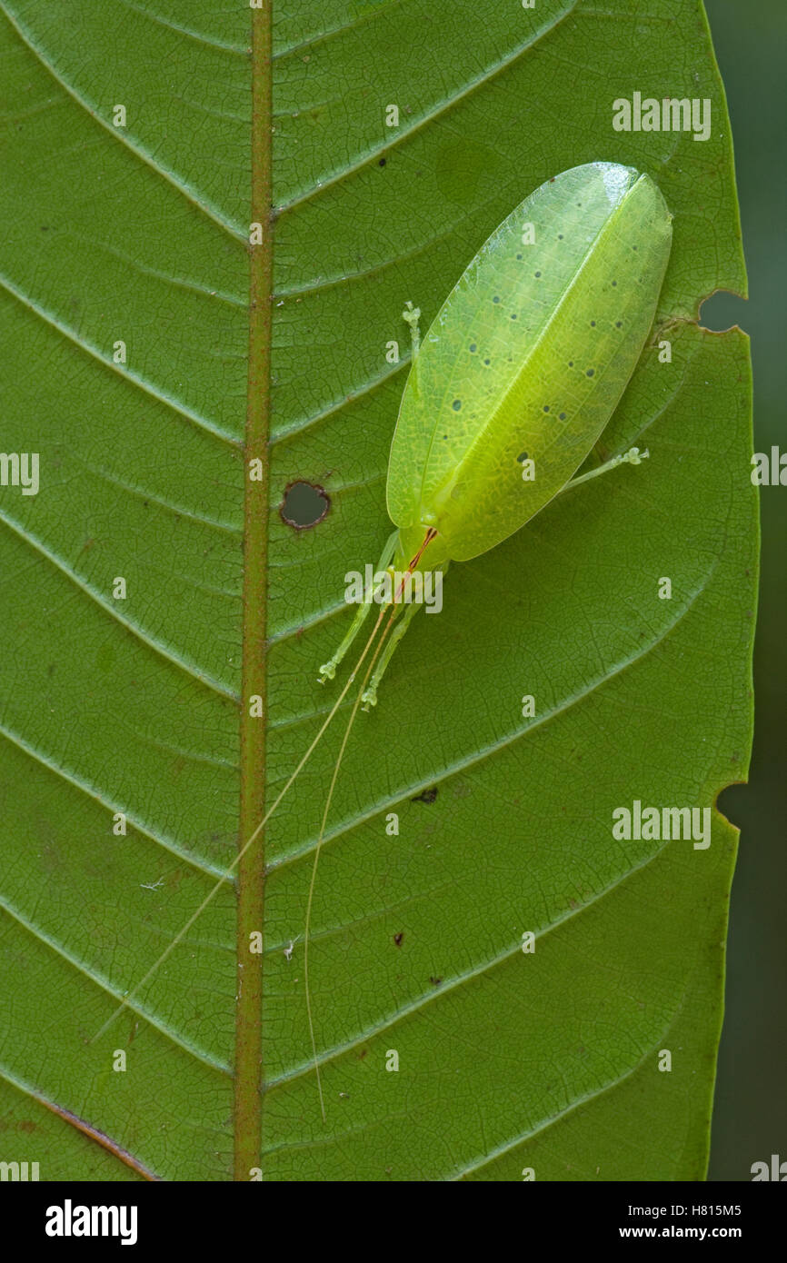 Katydid (Tympanoptera sp), Muller Range, Papua New Guinea Stock Photo ...