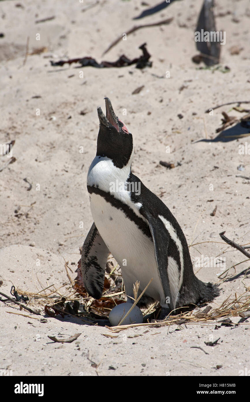 Black-footed Penguin (Spheniscus demersus) shielding egg from sun ...