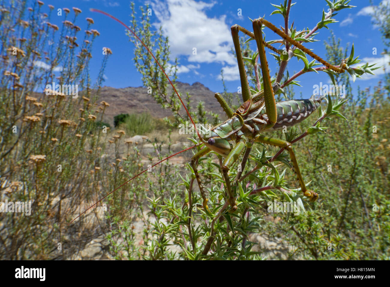 Katydid (Clonia melanoptera) in shrubland, Cederberg Wilderness Area ...