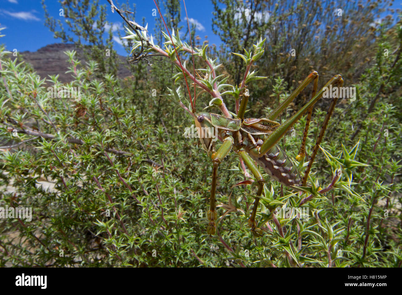 Katydid (Clonia melanoptera) in shrubland, Cederberg Wilderness Area ...