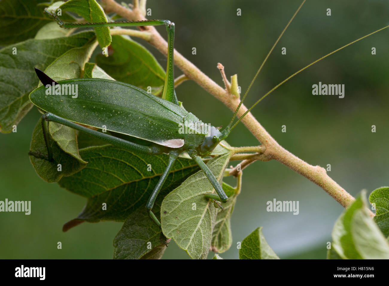 Katydid (Tettigoniidae), newly discovered species, Silaka Nature ...