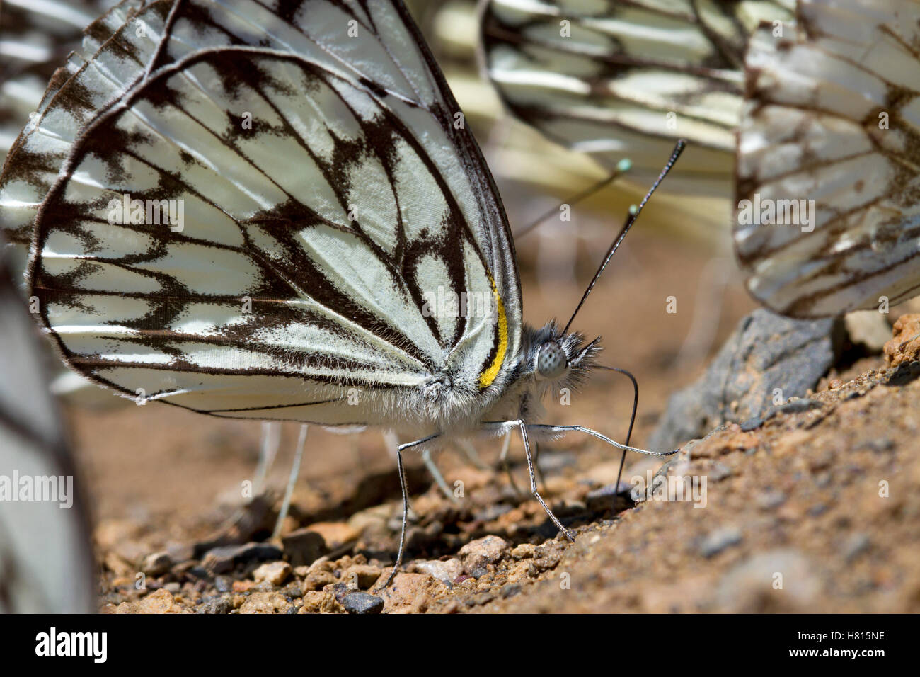 Moth feeding on minerals, Fort Fordyce Nature Reserve, Eastern Cape ...