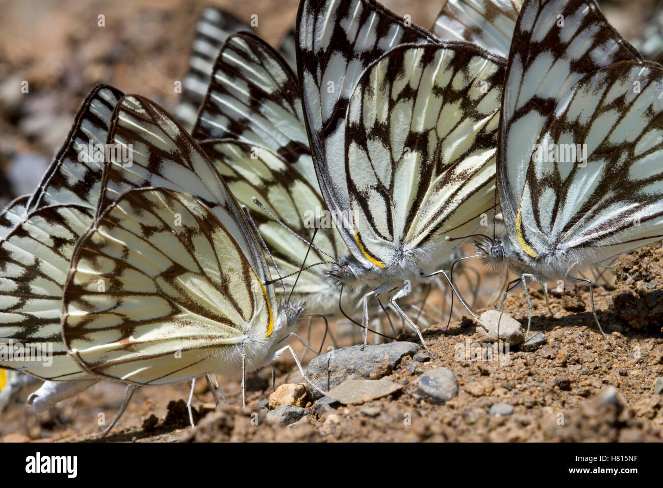 Moth trio feeding on minerals, Fort Fordyce Nature Reserve, Eastern ...