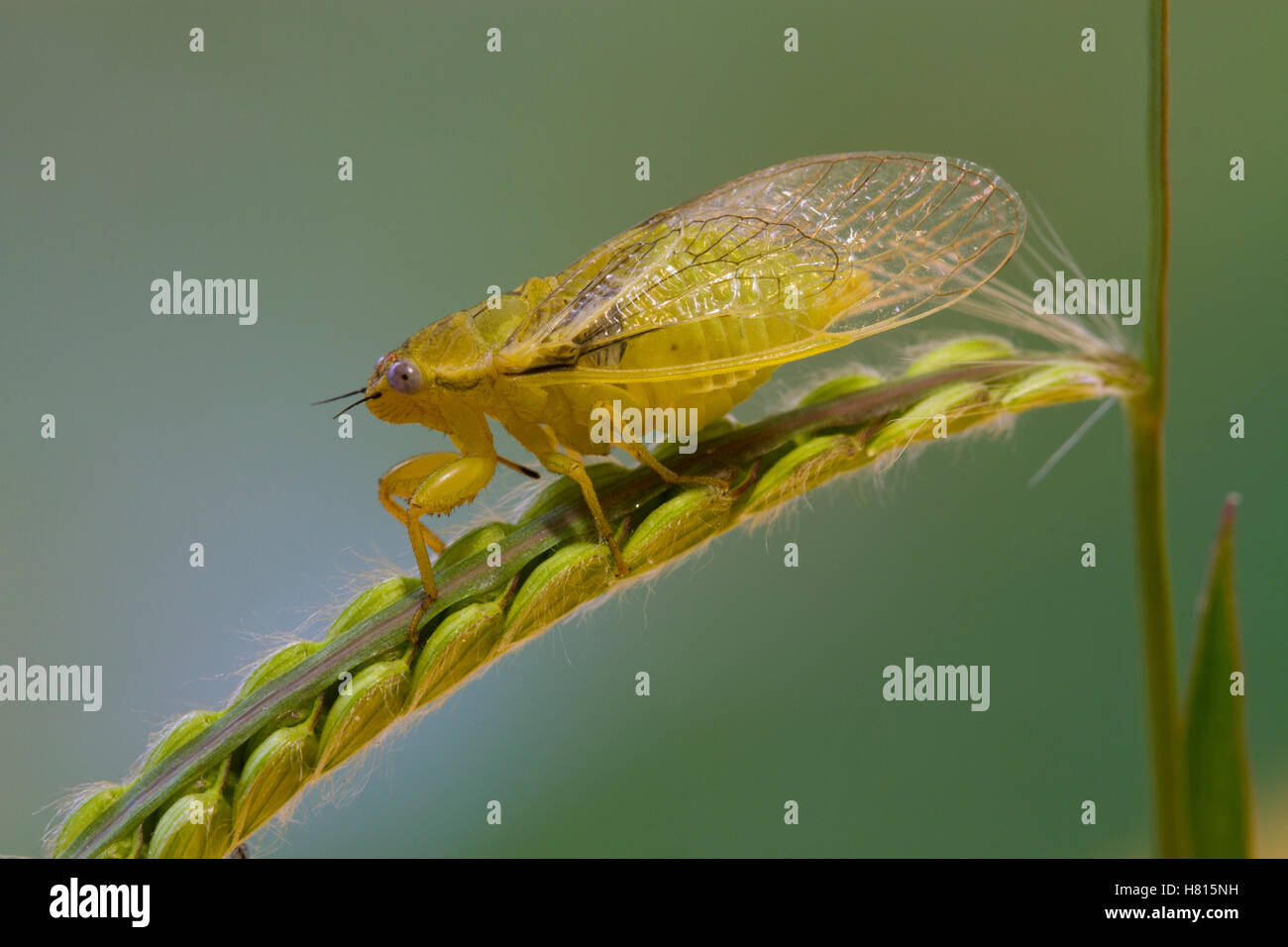 Cicada (Stagira sp), Fort Fordyce Nature Reserve, Eastern Cape, South ...
