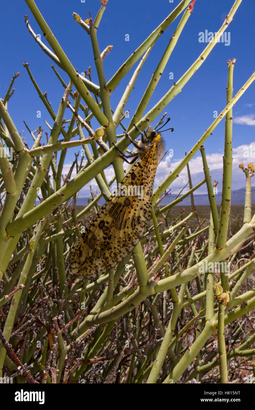 Antlion (Palpares sp) in karoo habitat, Tankwa Karoo National Park ...