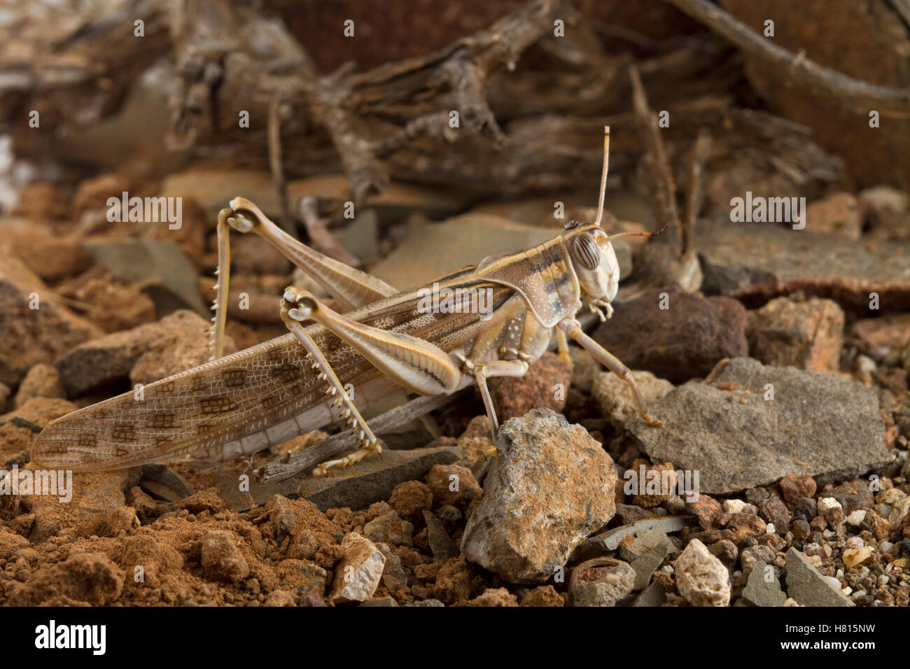 Desert Locust (Schistocerca gregaria), Tankwa Karoo National Park ...