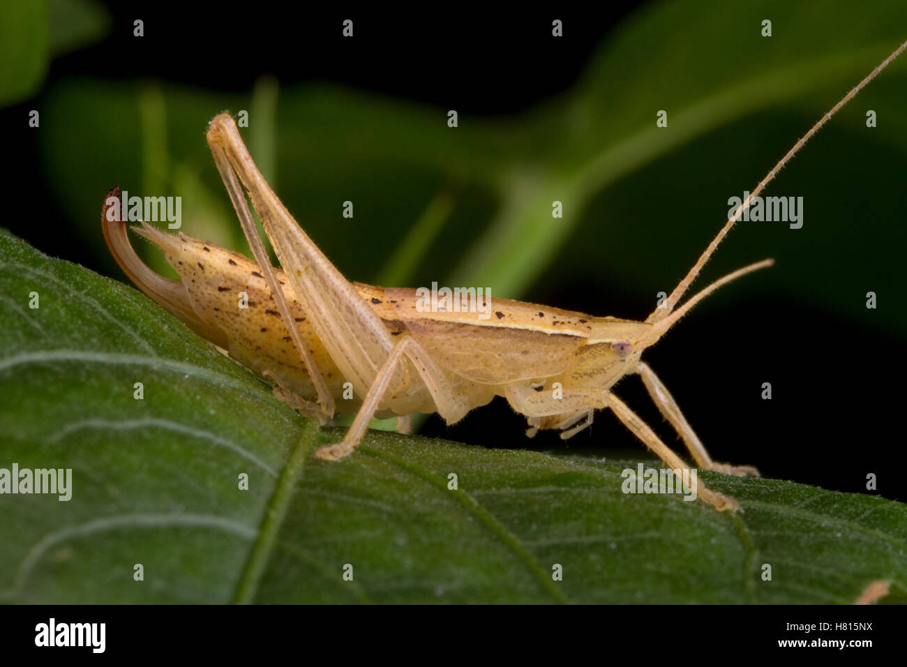 Katydid (Paracilacris sp), newly discovered species, Fort Fordyce ...