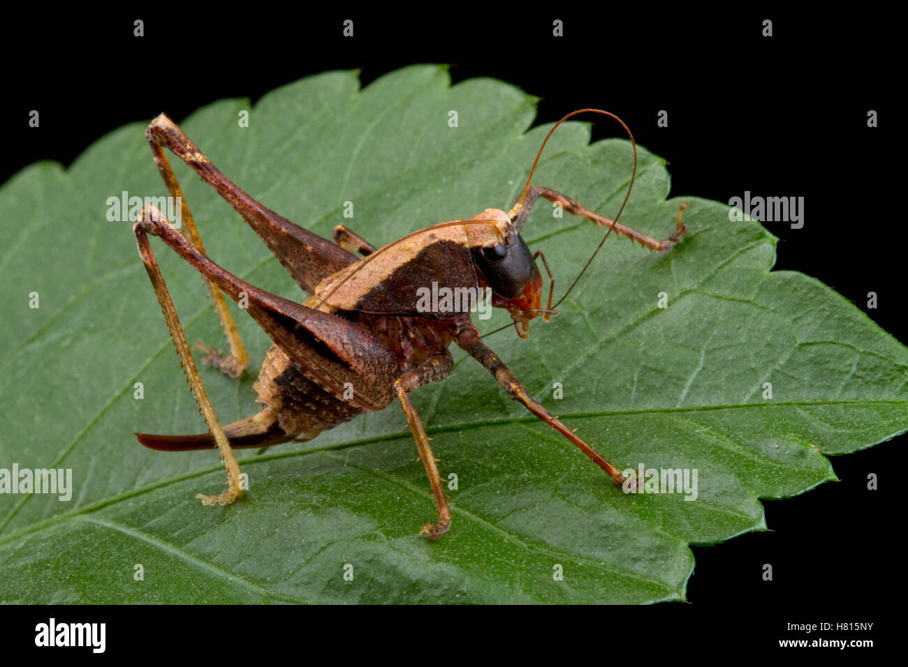 Transkei Katydid (Transkeidectes multidentis), Silaka Nature Reserve ...