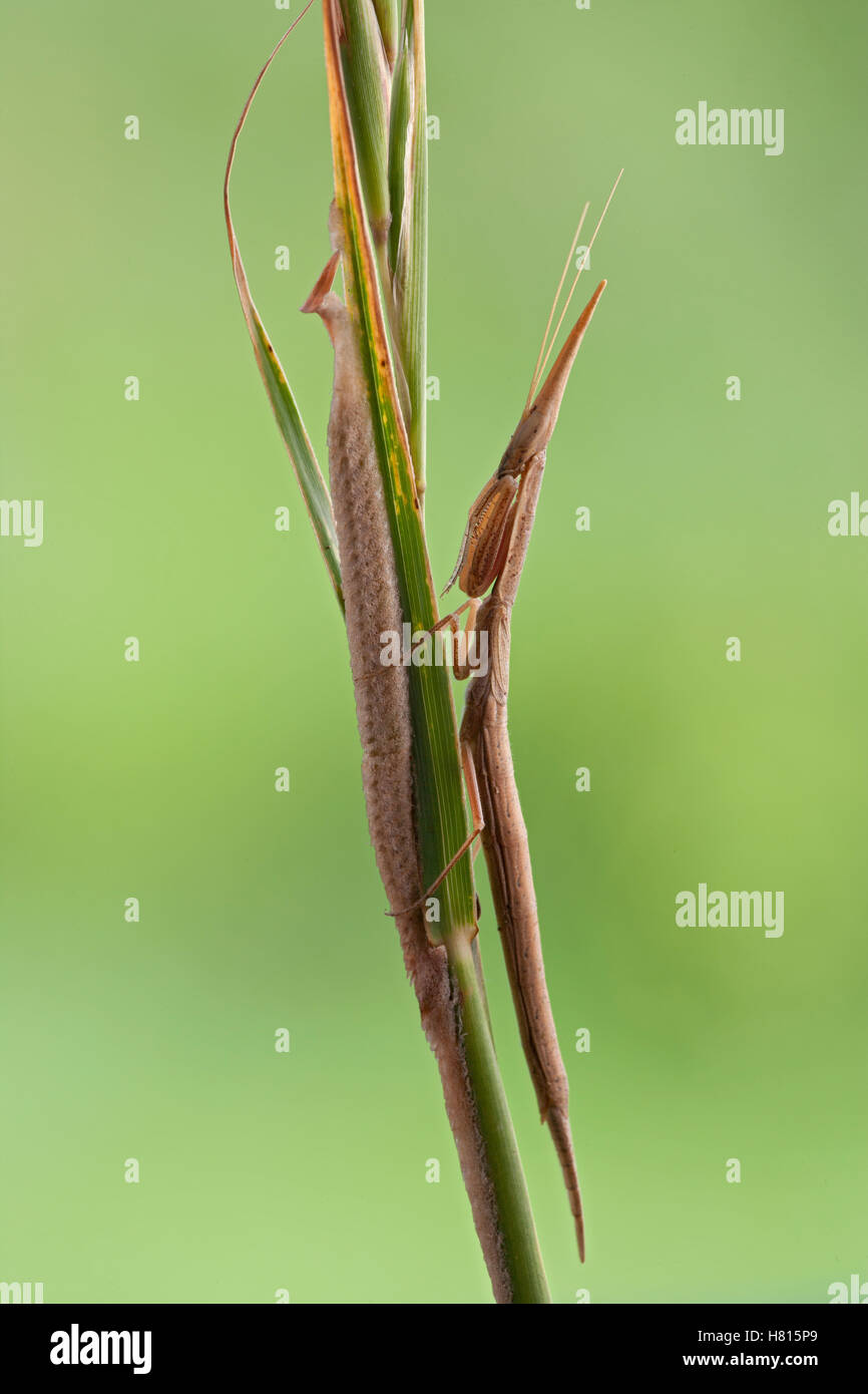 Mantid (Pyrgomantis sp) female guarding her eggs, Silaka Nature Reserve, Eastern Cape, South ...