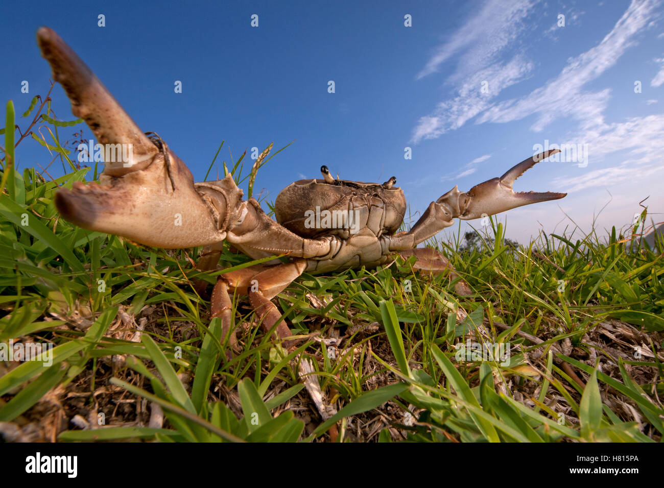 Crab (Potamonautes sp) in defensive posture, Silaka Nature Reserve ...
