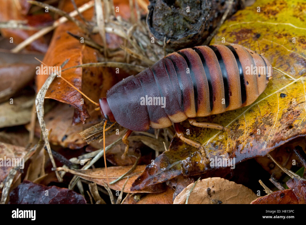 Cape Mountain Cockroach (Aptera fusca), Tsitsikamma, Eastern Cape ...