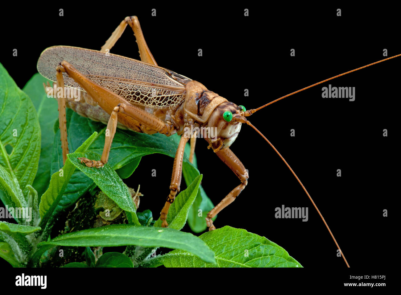 Katydid (Nesonotus tricornis), Saba, West Indies, Caribbean Stock Photo ...
