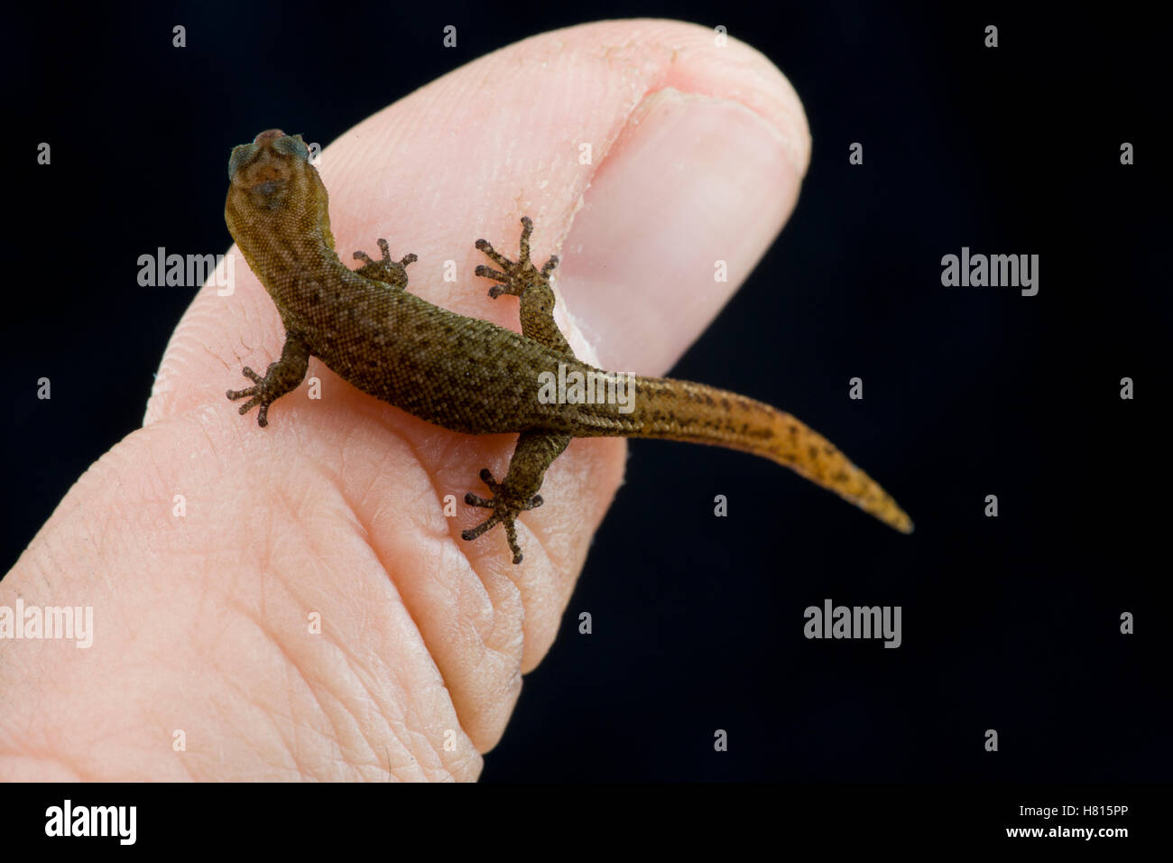 Saba Least Gecko (Sphaerodactylus sabanus) on finger, Saba, West Indies ...