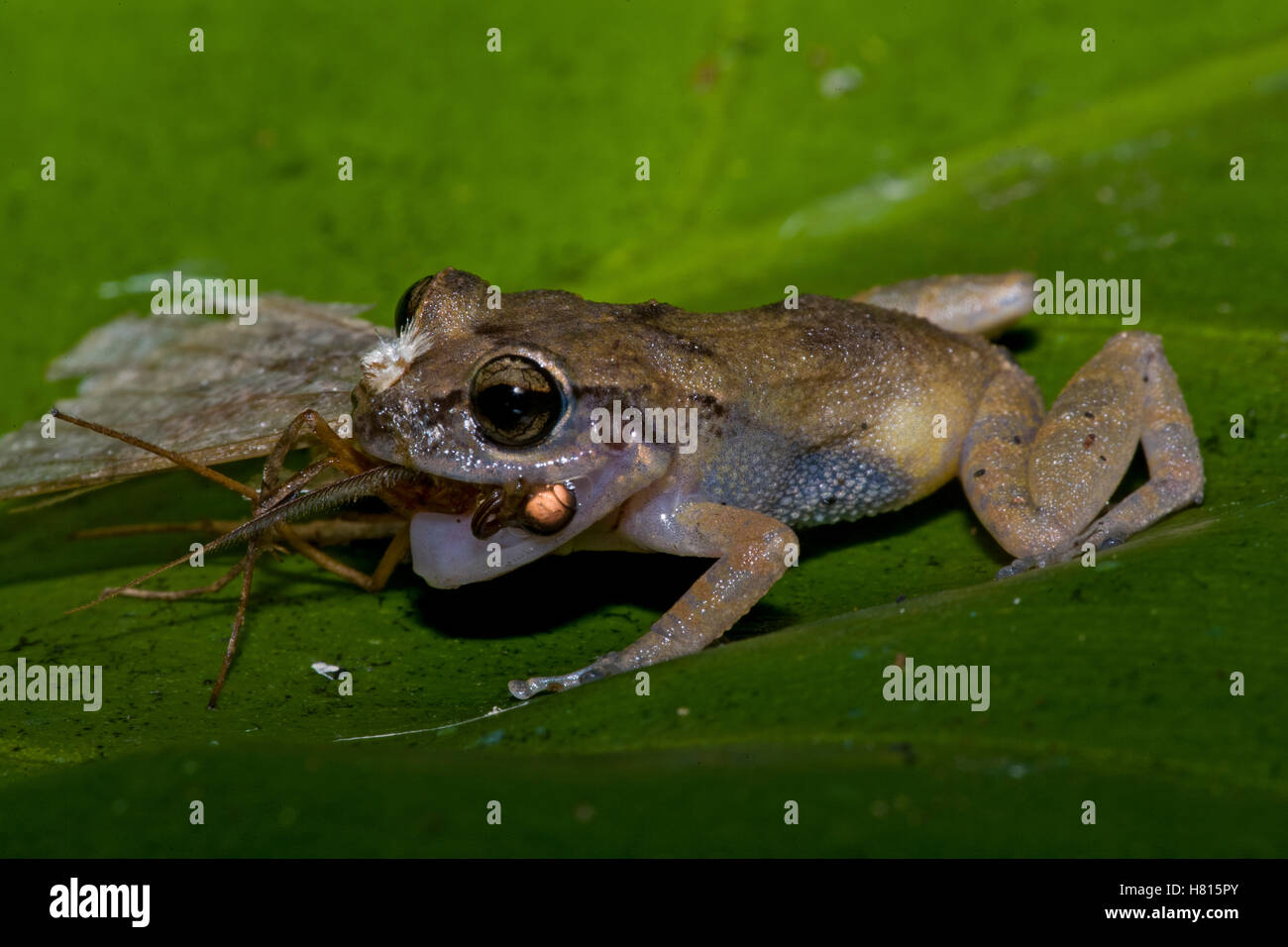 Whistling Frog (Eleutherodactylus johnstonei) feeding on insect prey ...