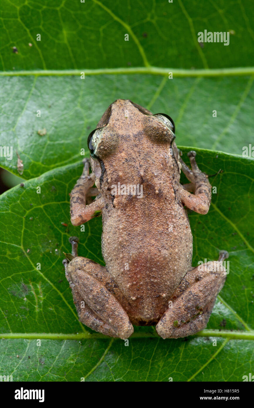 Whistling Frog (Eleutherodactylus johnstonei), Saba, West Indies ...