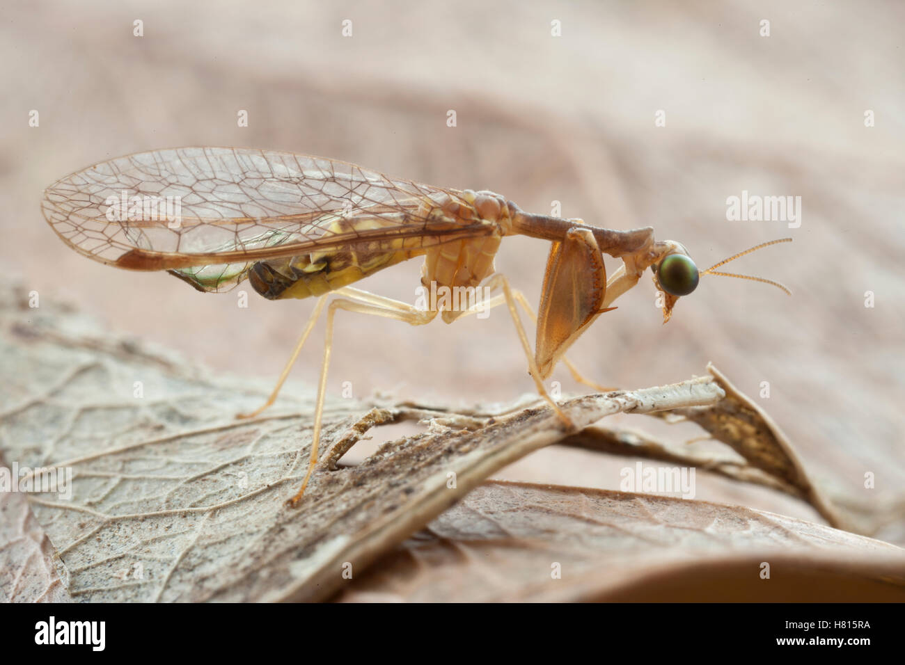 Mantis Fly (Mantispidae), Saba, West Indies, Caribbean Stock Photo - Alamy
