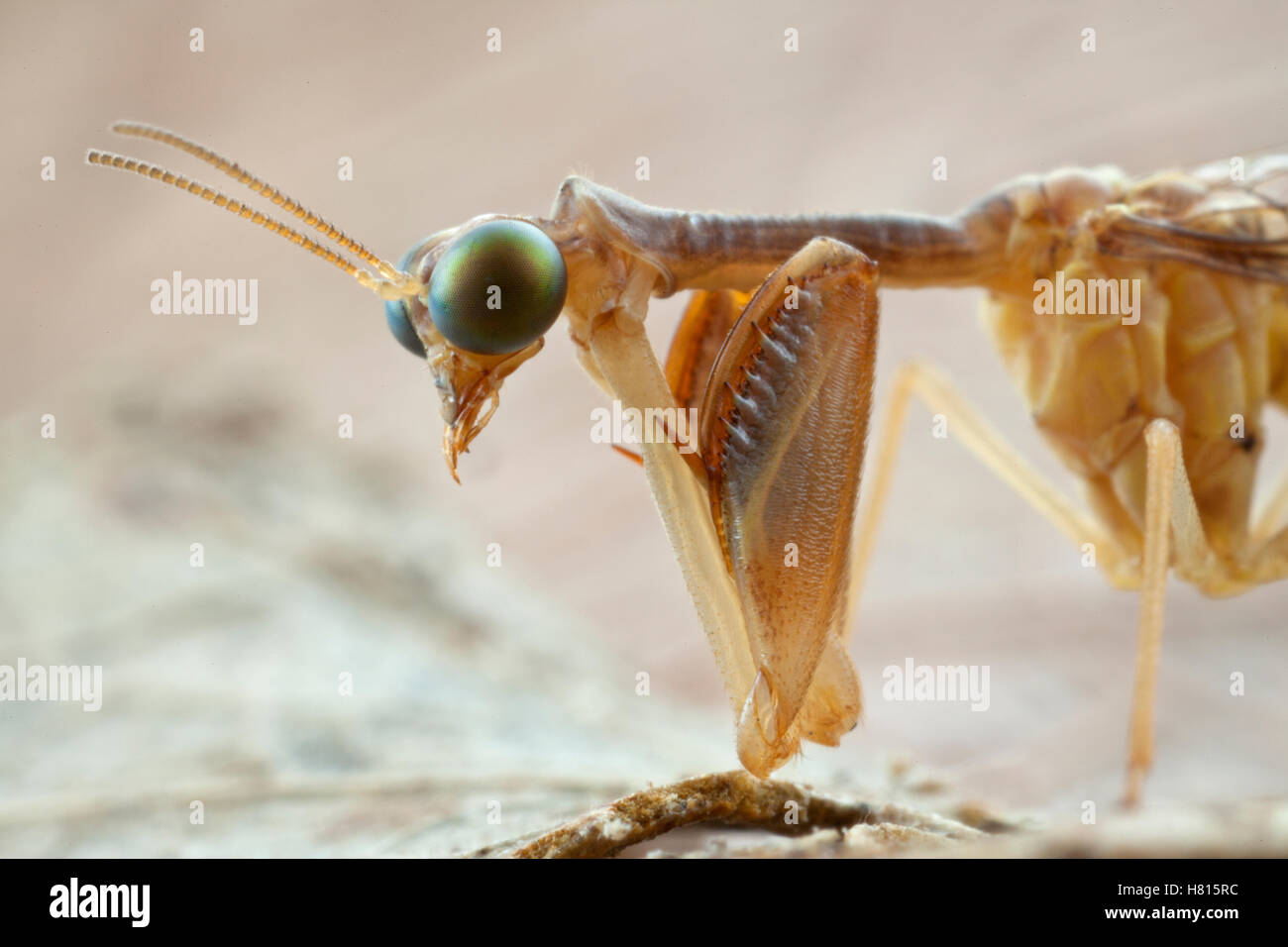 Mantis Fly (Mantispidae), Saba, West Indies, Caribbean Stock Photo - Alamy