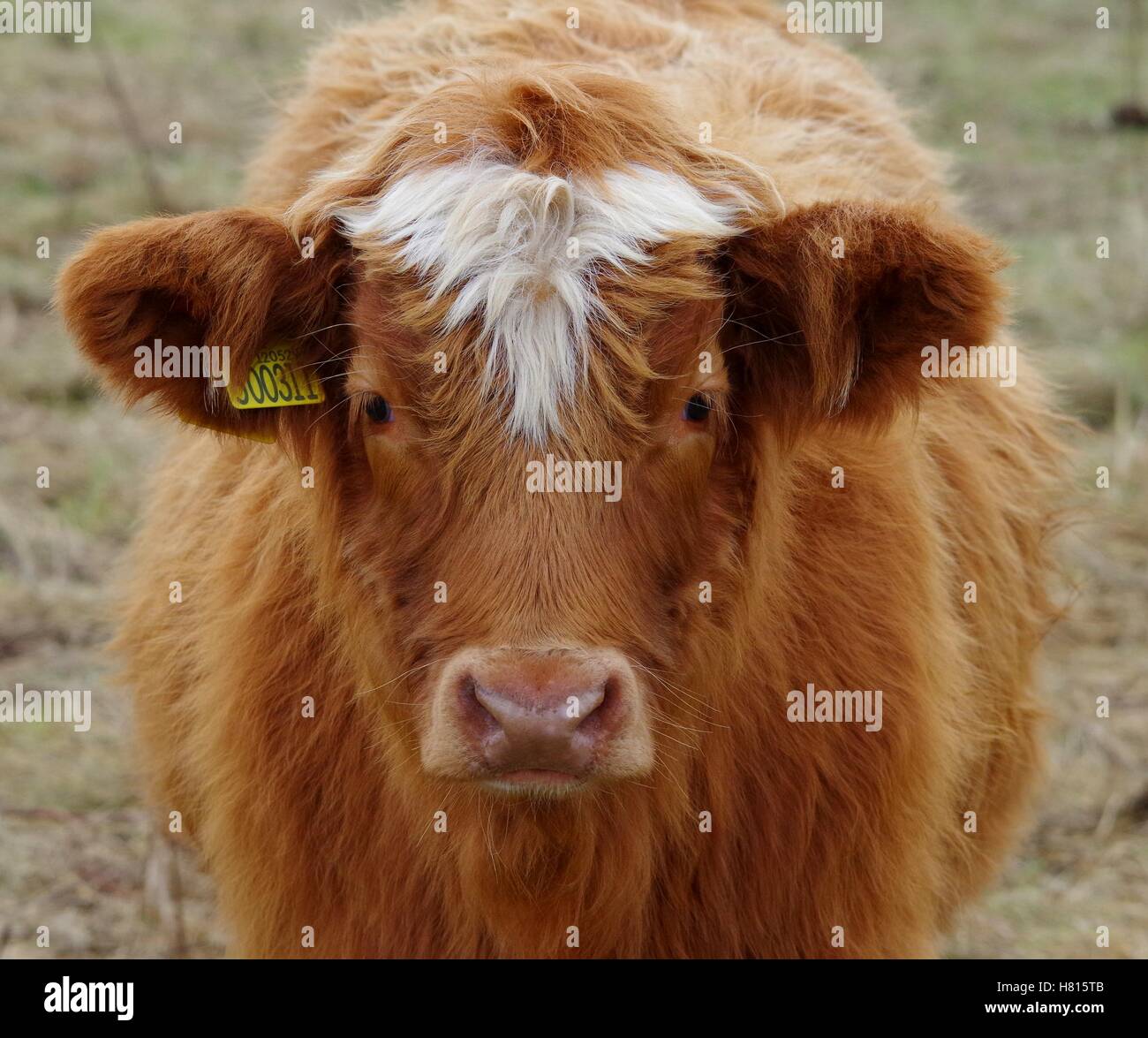 White highland cow hi-res stock photography and images - Alamy