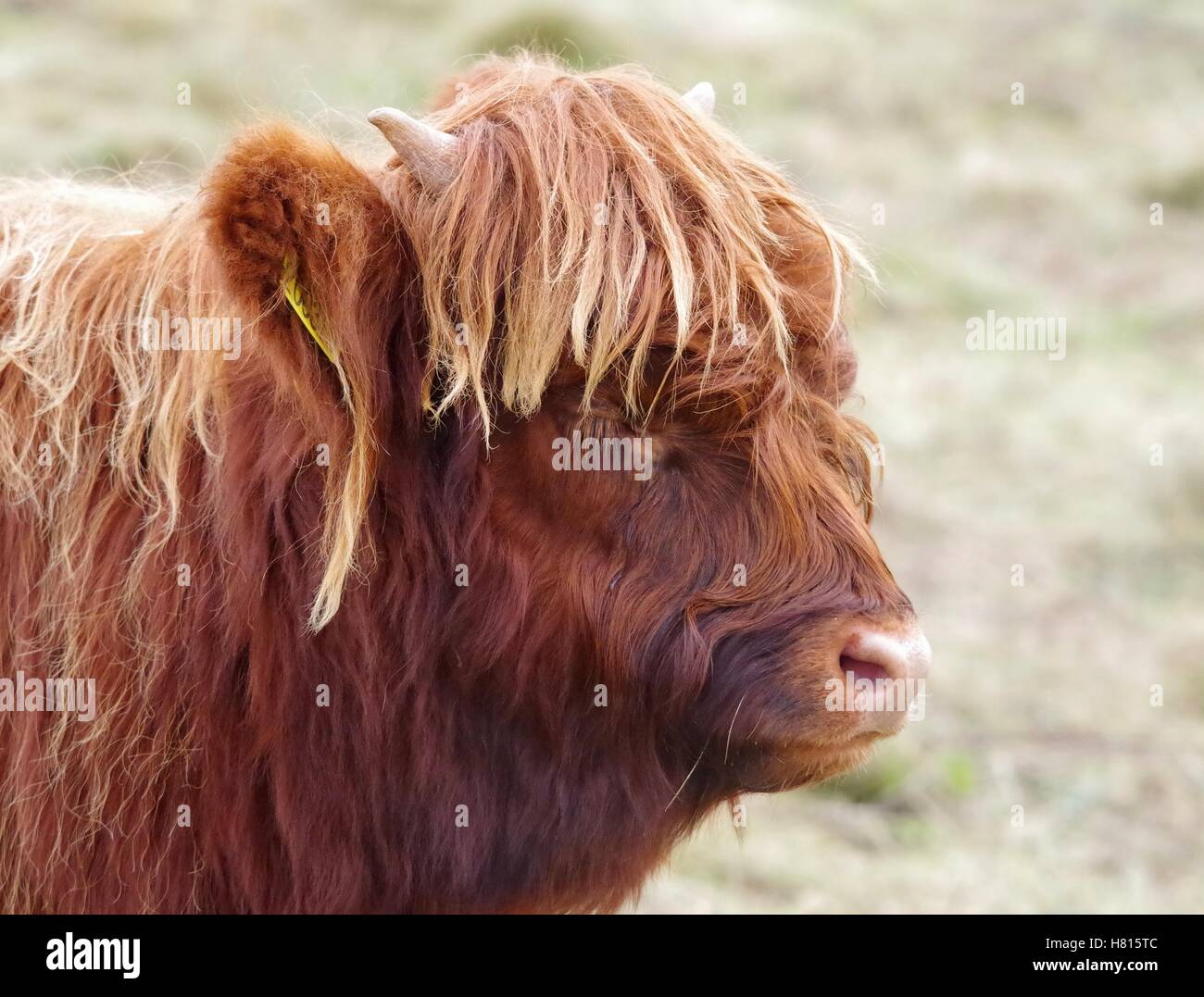 White highland cattle calf hi-res stock photography and images - Alamy