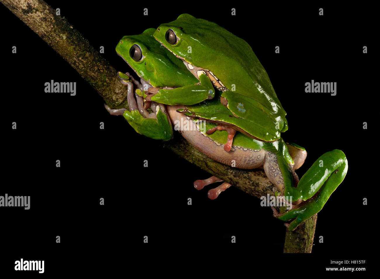 Giant Monkey Frog (Phyllomedusa bicolor) pair mating, Sipaliwini ...