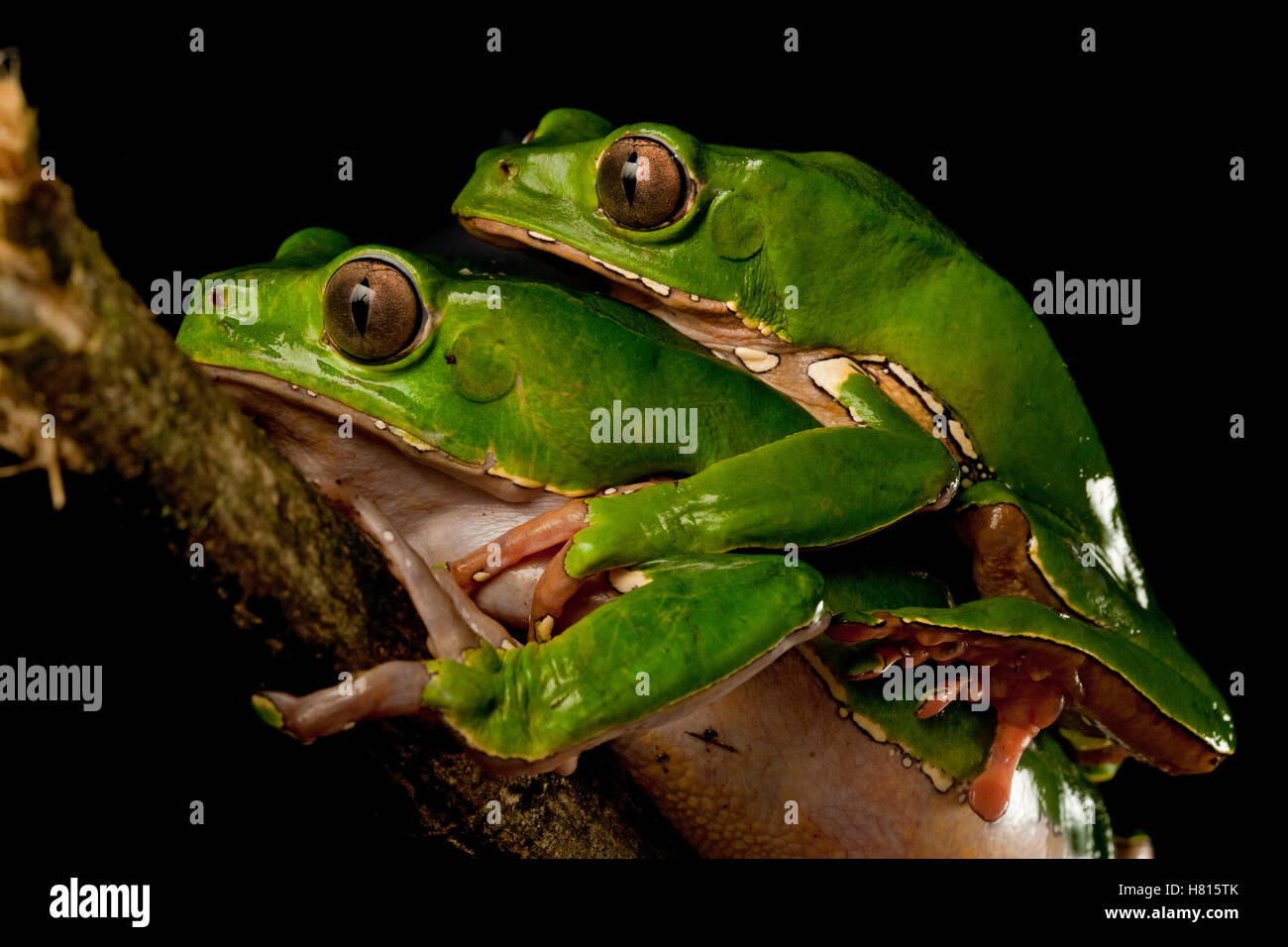 Giant Monkey Frog (Phyllomedusa bicolor) pair mating, Sipaliwini ...