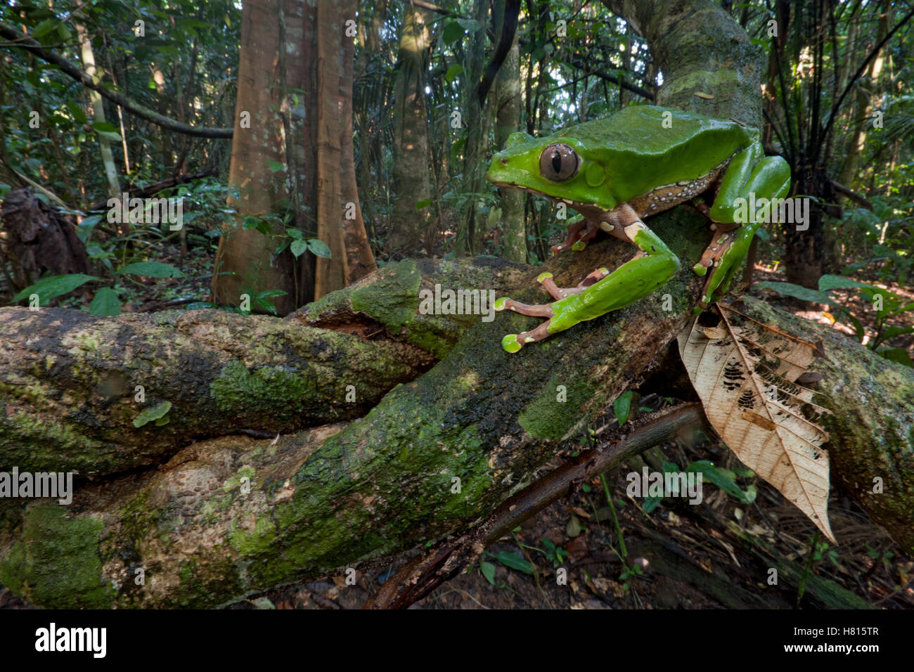 Giant Monkey Frog (Phyllomedusa bicolor) in rainforest, Sipaliwini ...