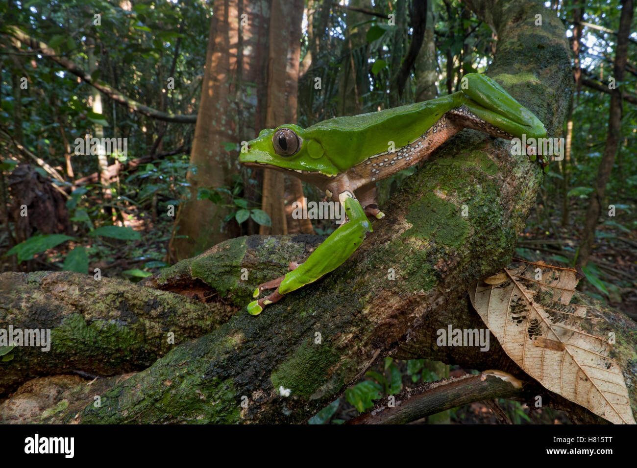 Giant Monkey Frog (Phyllomedusa bicolor) in rainforest, Sipaliwini ...