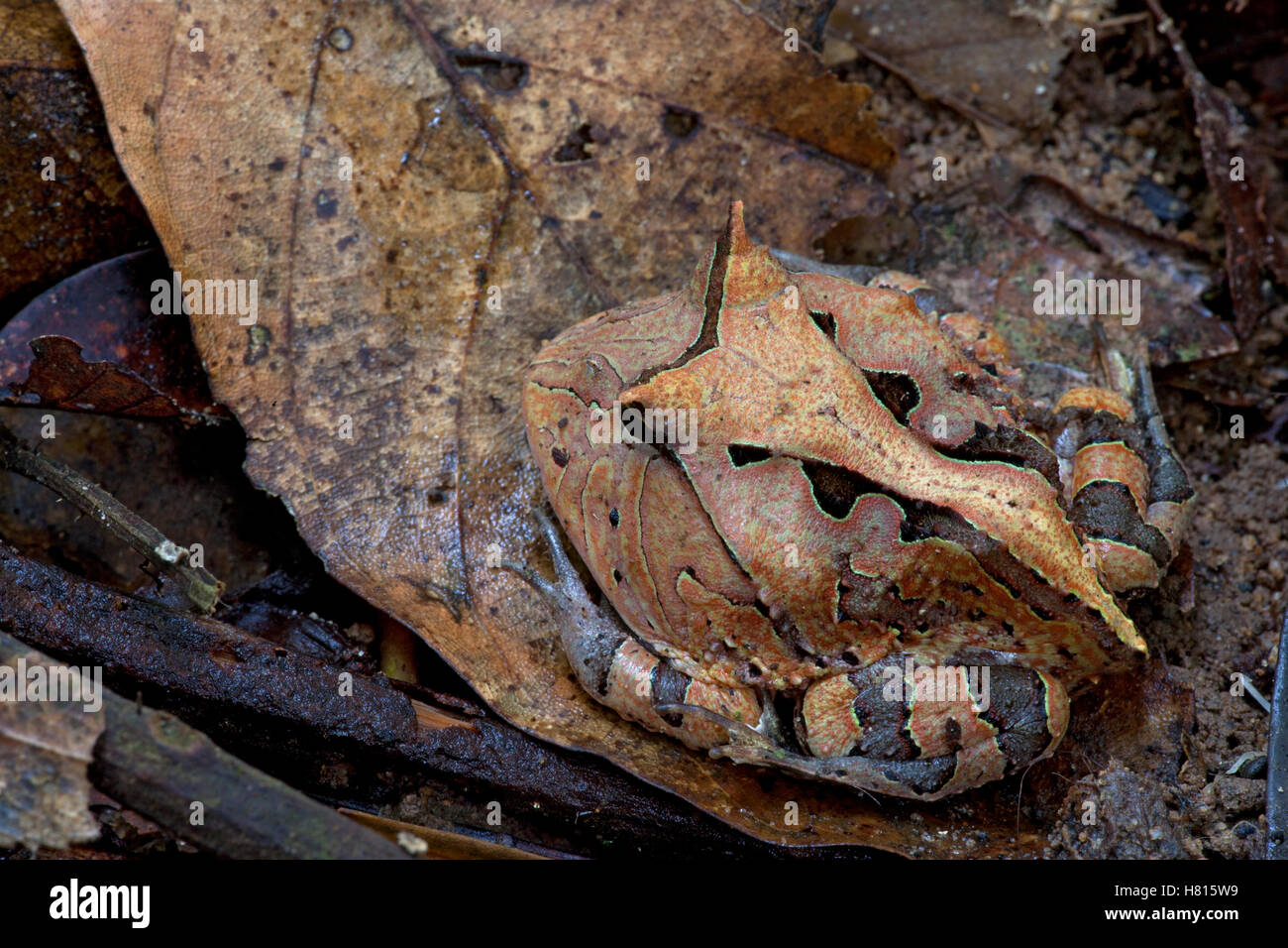 Amazon Horned Frog (Ceratophrys cornuta) camouflaged on leaf ...
