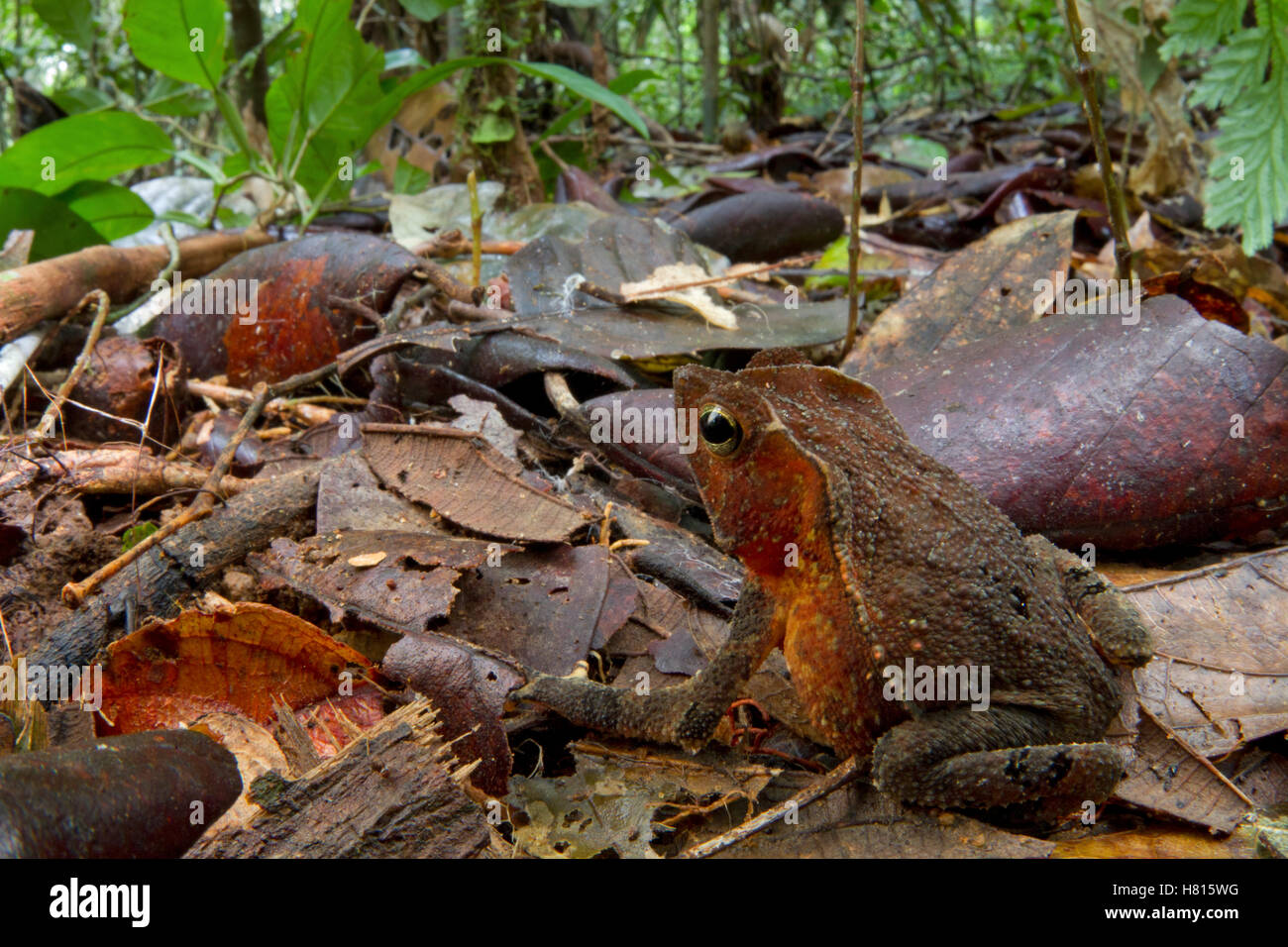 Crested Forest Toad (Bufo margaritifer) in rainforest, Sipaliwini ...