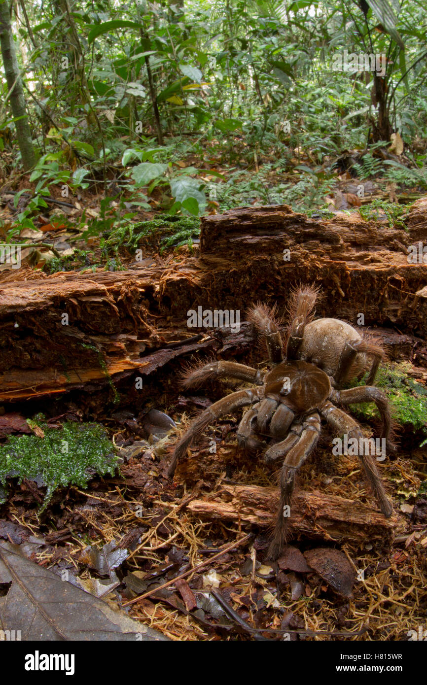 Goliath Bird-eating Spider (Theraphosa blondi) in rainforest ...