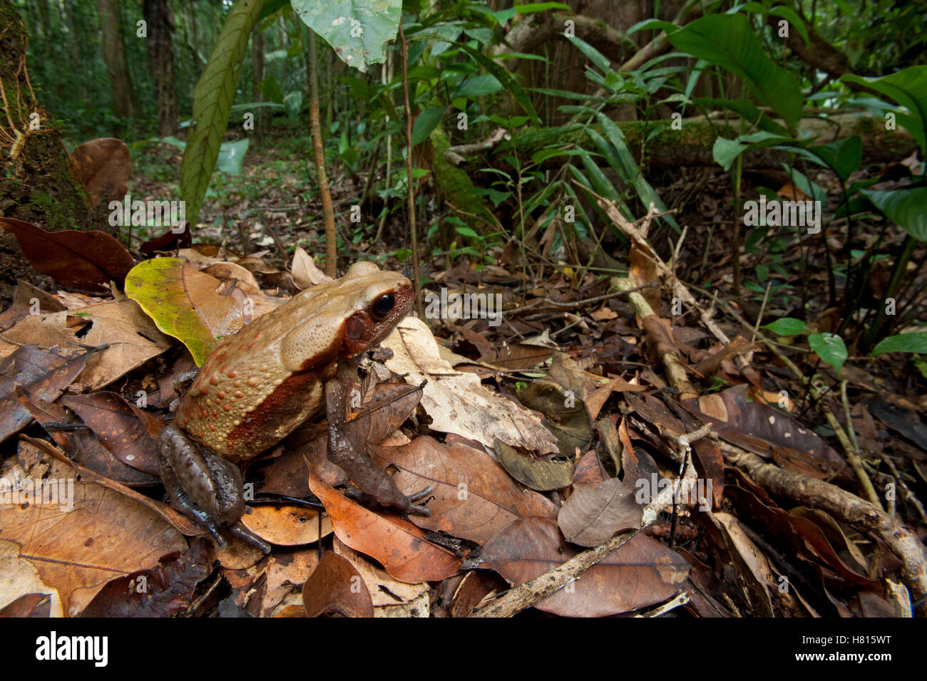 Smooth-sided Toad (Bufo guttatus) in rainforest, Sipaliwini, Surinam ...